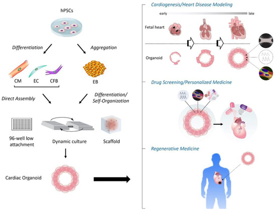 Recent Advances in Generation of In Vitro Cardiac Organoids