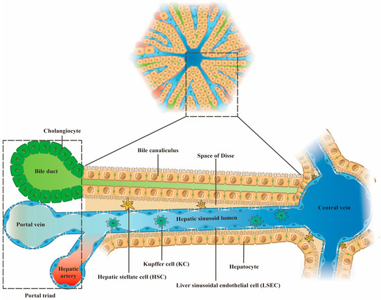Three-Dimensional Cell Co-Culture Liver Models and Their Applications ...
