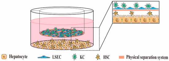 Three-Dimensional Cell Co-Culture Liver Models and Their Applications ...