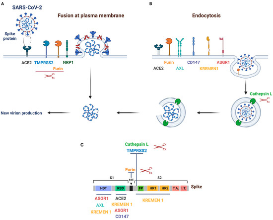 Receptors and Cofactors That Contribute to SARS-CoV-2 Entry: Can Skin Be an Alternative Route of ...