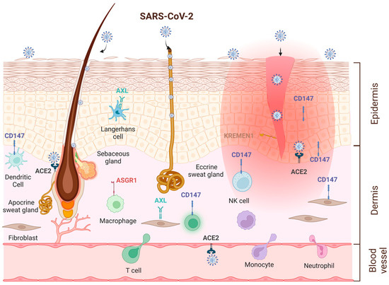 IJMS | Free Full-Text | Receptors and Cofactors That Contribute to SARS ...