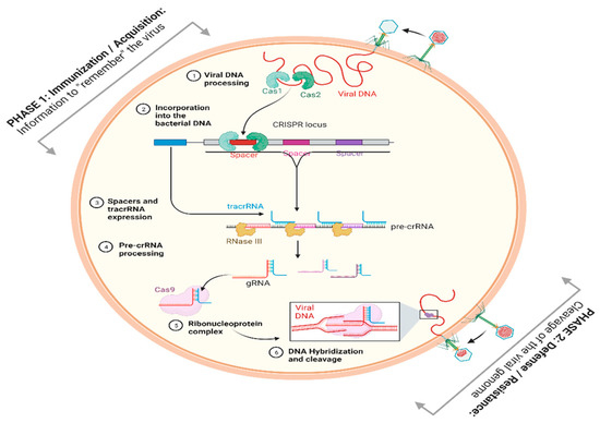 Current Bioinformatics Tools to Optimize CRISPR/Cas9 Experiments to Reduce Off-Target Effects