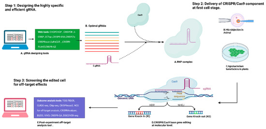 Current Bioinformatics Tools to Optimize CRISPR/Cas9 Experiments to Reduce Off-Target Effects