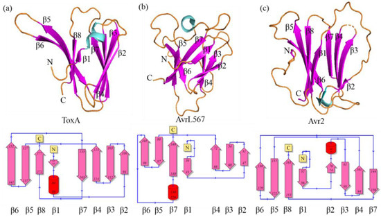Ab Initio Modelling of the Structure of ToxA-like and MAX Fungal Effector Proteins