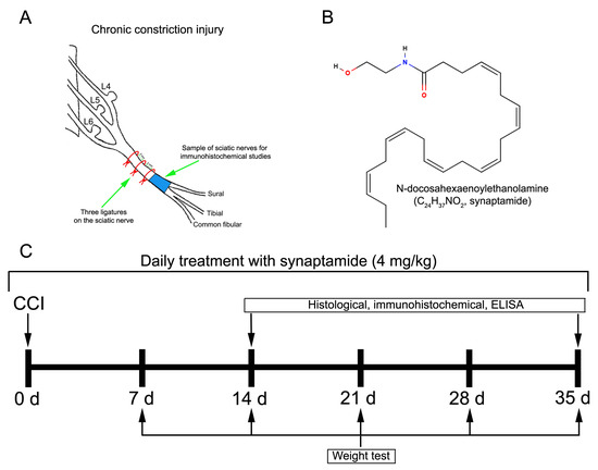 Anti-Inflammatory Activity of Synaptamide in the Peripheral Nervous ...