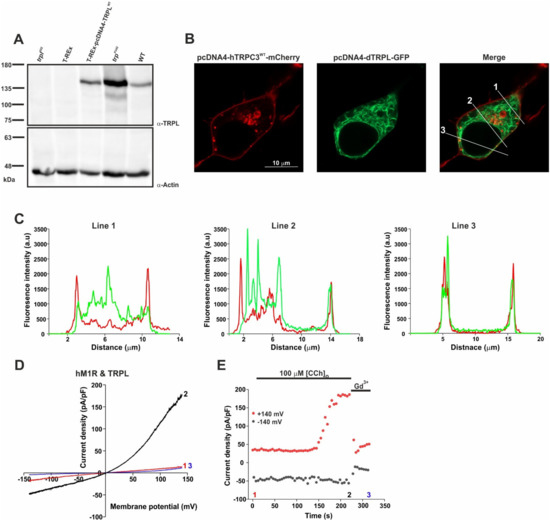 Diacylglycerol Activates the Drosophila Light Sensitive Channel TRPL ...
