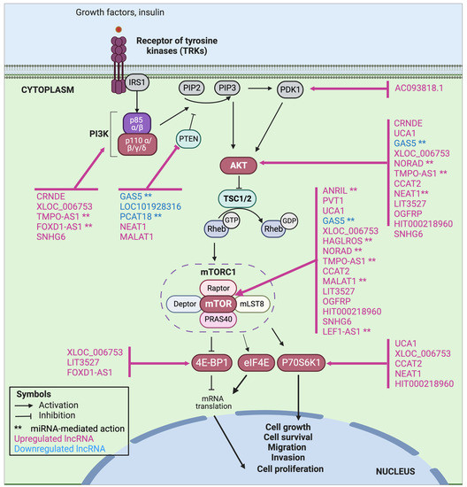 Long Non-Coding RNAs (lncRNAs) as Regulators of the PI3K/AKT/mTOR Pathway in Gastric Carcinoma