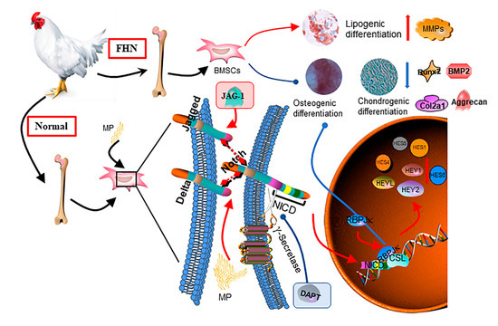 Notch-RBPJ Pathway for the Differentiation of Bone Marrow Mesenchymal ...
