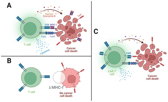 CAR T Cell Therapy: A Versatile Living Drug