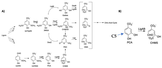 How Single Amino Acid Substitutions Can Disrupt a Protein Hetero-Dimer ...