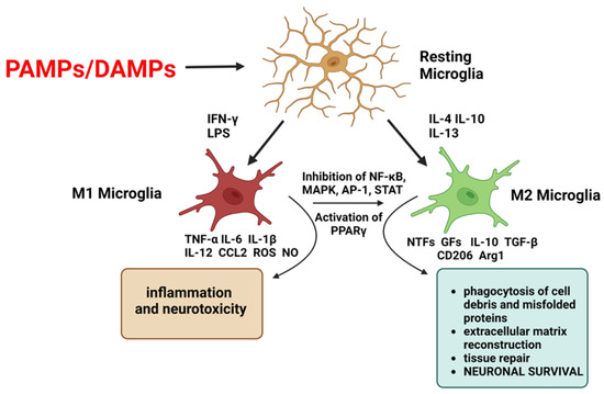 Glia-Neurotrophic Factor Relationships: Possible Role in Pathobiology ...