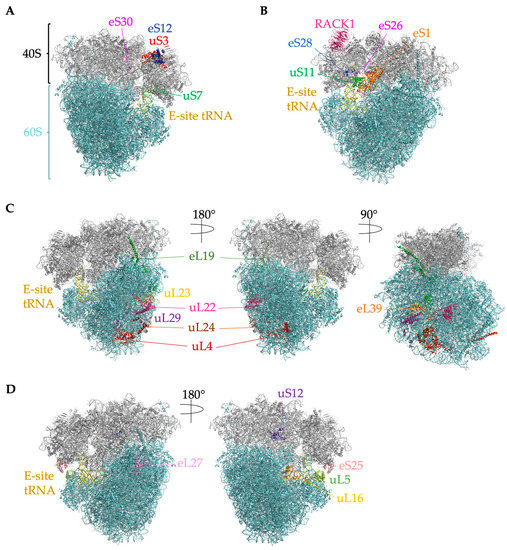 Specialized Ribosomes in Health and Disease