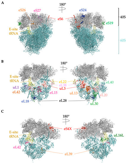 Specialized Ribosomes in Health and Disease