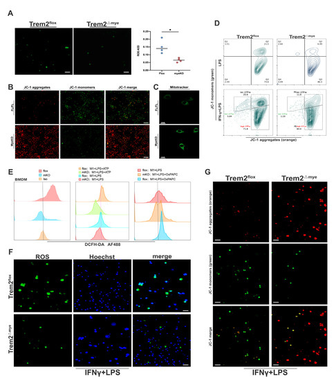 Myeloid Trem2 Dynamically Regulates the Induction and Resolution of ...