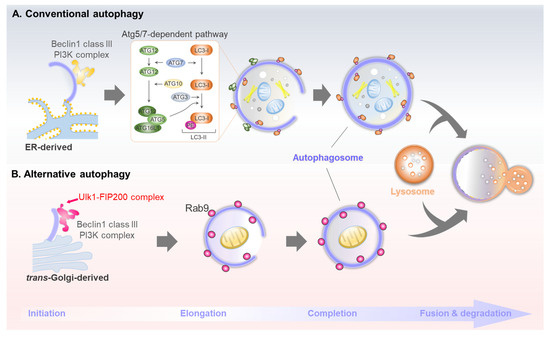The Role of Alternative Mitophagy in Heart Disease