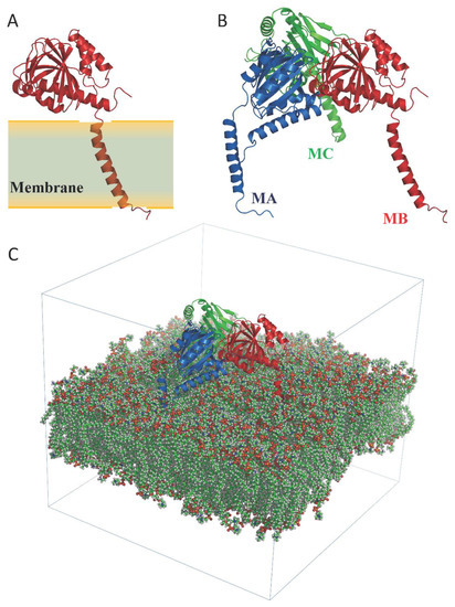 IJMS | Free Full-Text | Investigation of the Entry Pathway and ...