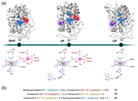 Recent Theoretical Insights into the Oxidative Degradation of ...