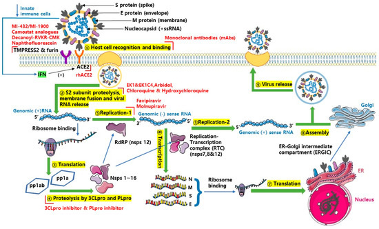 A Comparison of Etiology, Pathogenesis, Vaccinal and Antiviral Drug ...