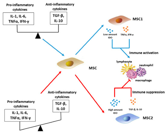 Mesenchymal Stromal Cells as a Driver of Inflammaging