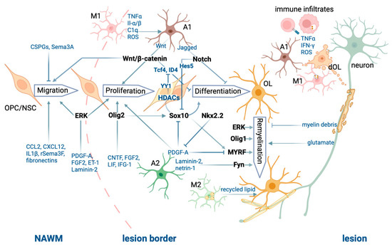 Mechanisms of Demyelination and Remyelination Strategies for Multiple Sclerosis