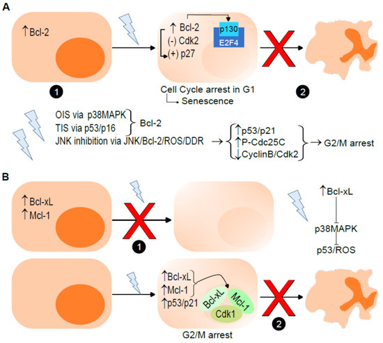 Involvement of Bcl-2 Family Proteins in Tetraploidization-Related ...