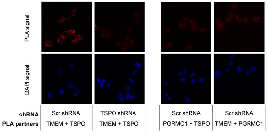 Sigma-2 Receptor Ligand Binding Modulates Association between TSPO and ...