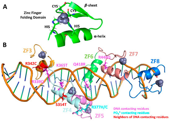 Effect of Single-Residue Mutations on CTCF Binding to DNA: Insights from Molecular Dynamics ...