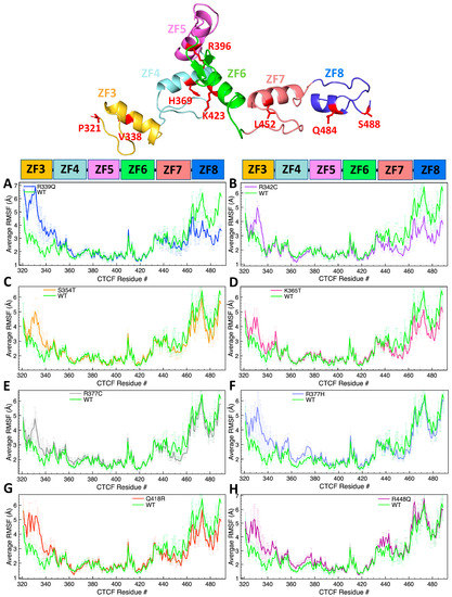 Effect of Single-Residue Mutations on CTCF Binding to DNA: Insights from Molecular Dynamics ...