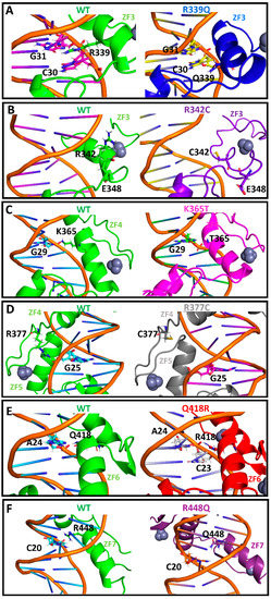 Effect of Single-Residue Mutations on CTCF Binding to DNA: Insights ...