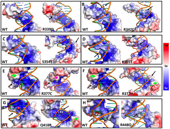 Effect of Single-Residue Mutations on CTCF Binding to DNA: Insights ...