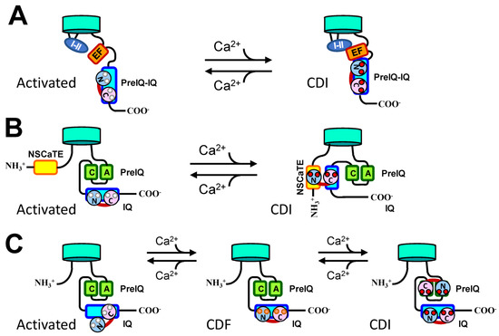 Regulation of Cardiac Cav1.2 Channels by Calmodulin