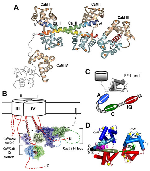 Regulation of Cardiac Cav1.2 Channels by Calmodulin