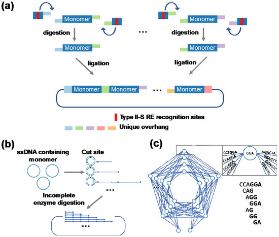 Microbial Synthesis of High-Molecular-Weight, Highly Repetitive Protein ...