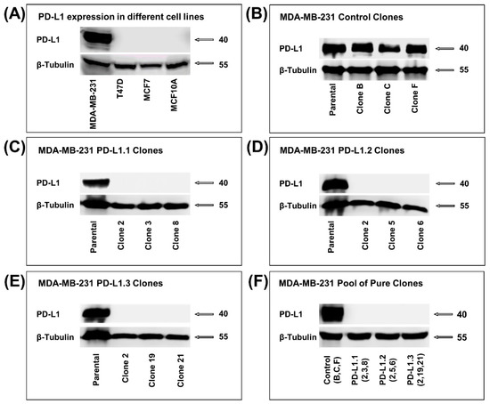 IJMS | Free Full-Text | PD-1 Independent Role of PD-L1 in Triple-Negative Breast Cancer Progression