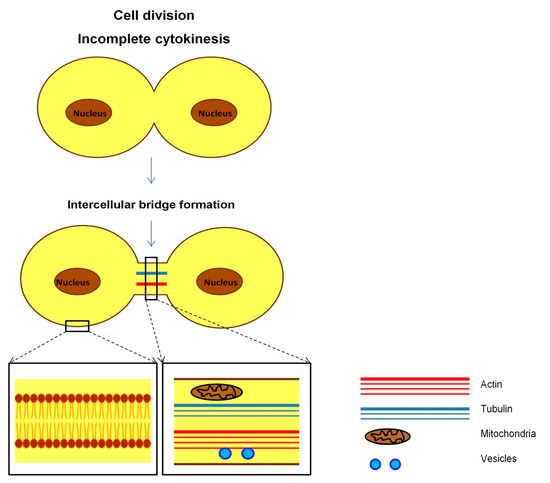 IJMS | Free Full-Text | Non-Classical Intercellular Communications ...