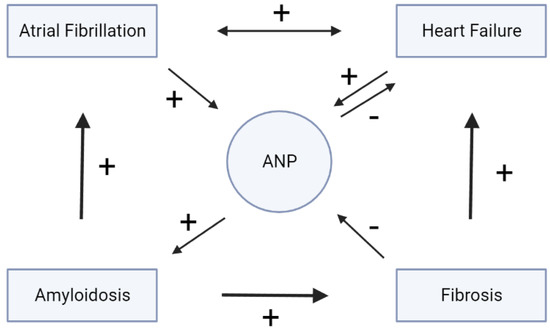 Atrial Natriuretic Peptides as a Bridge between Atrial Fibrillation ...