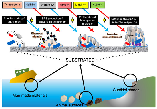 The Landscape of Global Ocean Microbiome: From Bacterioplankton to Biofilms