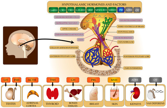 The Hypothalamic-Pituitary-Gonadal Axis in Men with Schizophrenia
