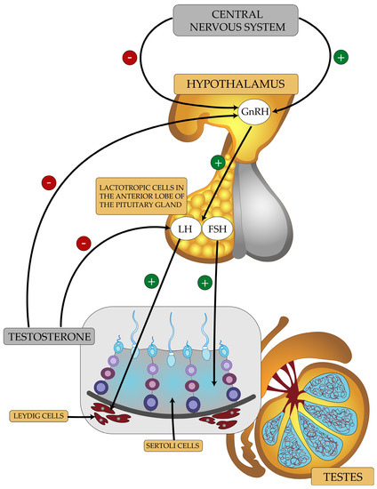 Hypothalamus And Pituitary Gland Axis
