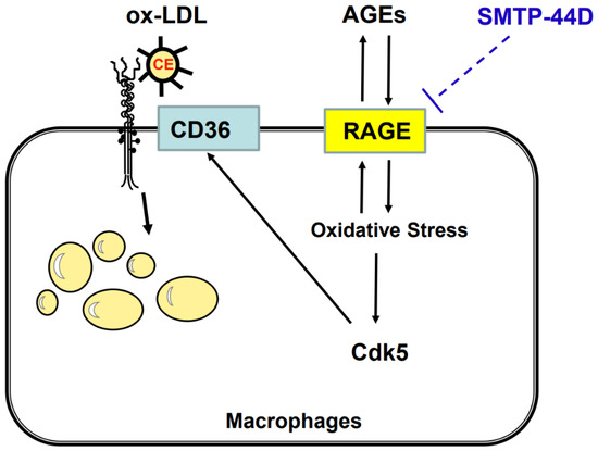 SMTP-44D Inhibits Atherosclerotic Plaque Formation in Apolipoprotein-E ...