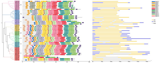Genome-Scale Analysis of the Grapevine KCS Genes Reveals Its Potential ...