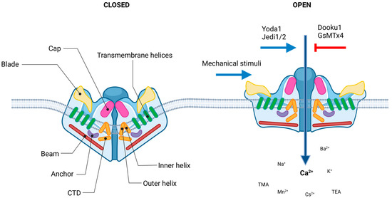 The Role of the Piezo1 Mechanosensitive Channel in the Musculoskeletal System