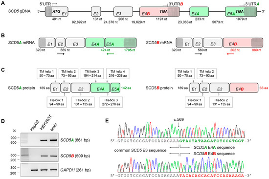 Molecular Basis of Unequal Alternative Splicing of Human SCD5 and Its ...