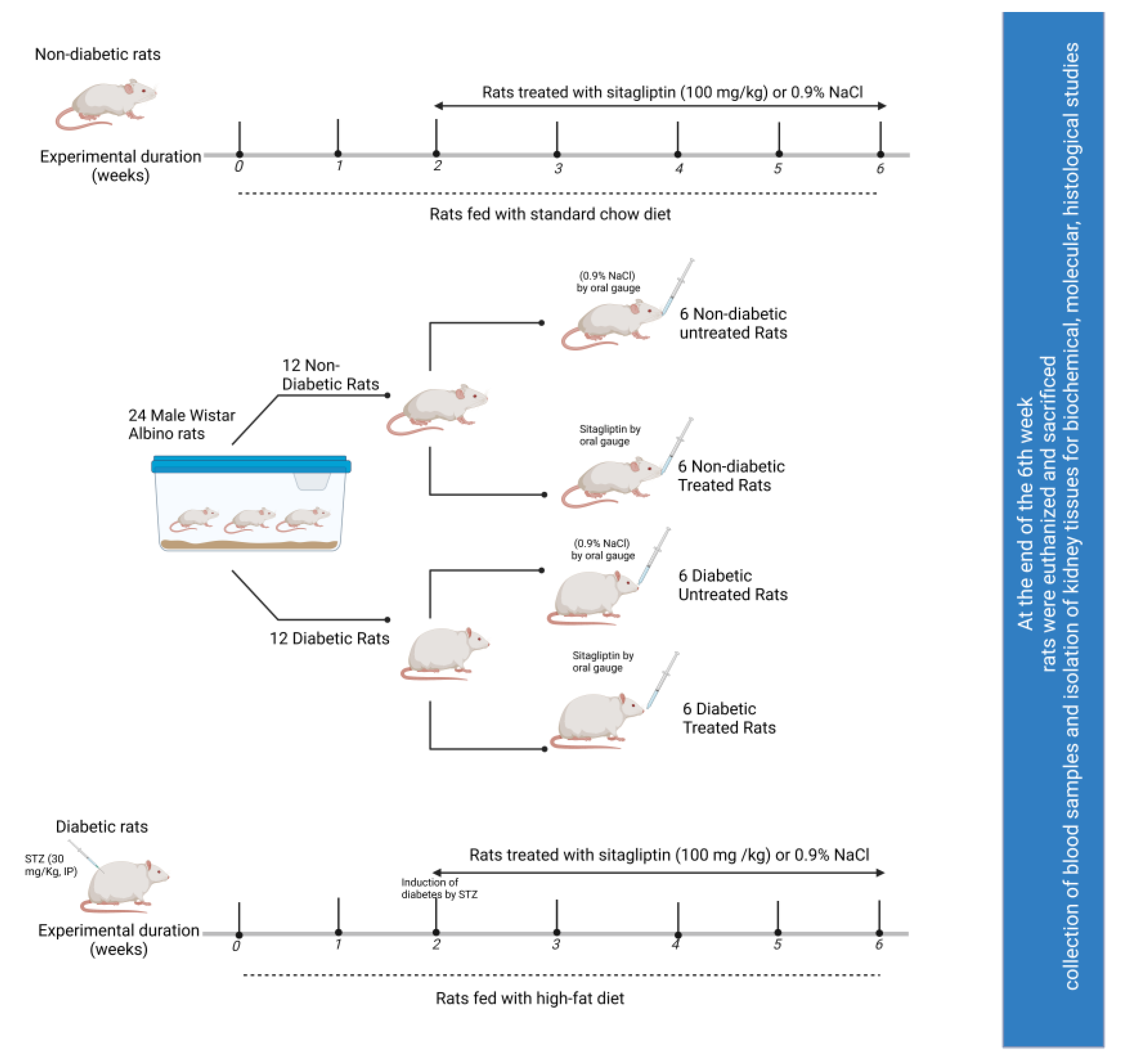 Sitagliptin Mitigates Diabetic Nephropathy in a Rat Model of ...