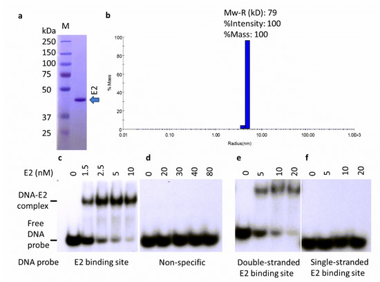 Sequence-Dependent Interaction of the Human Papillomavirus E2 Protein ...