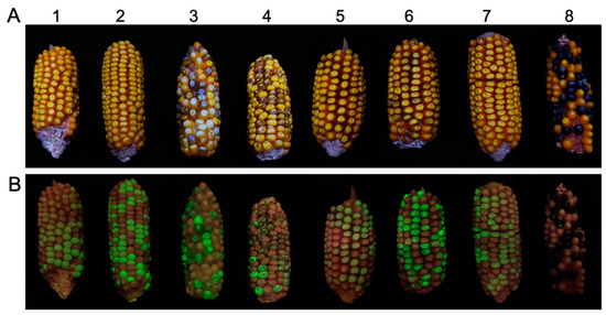 Abundance of Transgene Transcript Variants Associated with Somatically ...