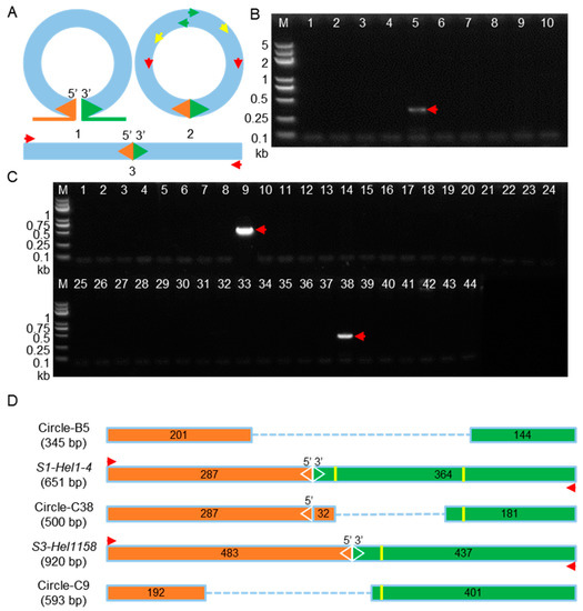 Abundance of Transgene Transcript Variants Associated with Somatically ...
