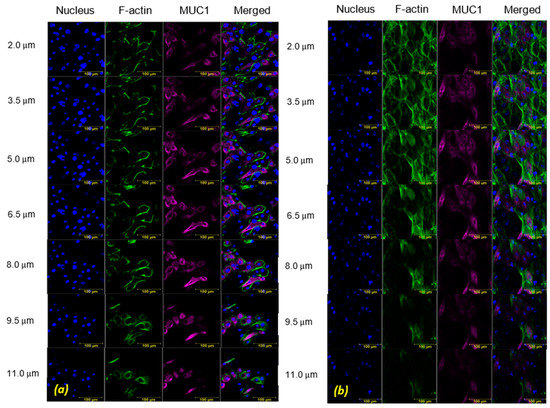 Transmembrane Mucin Response in Conjunctival Epithelial Cells Exposed ...