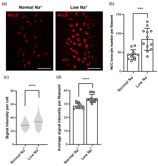 Molecular Physiological Evidence for the Role of Na+-Cl− Co-Transporter ...