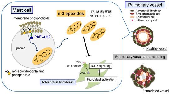 IJMS | Free Full-Text | Pathophysiological Involvement of Mast Cells ...